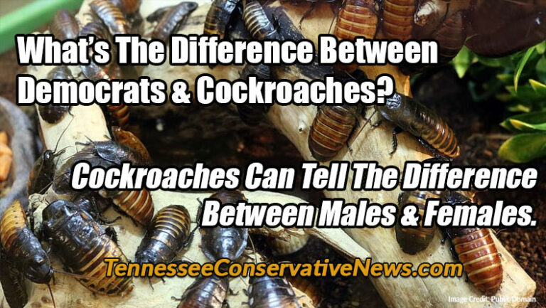 Difference Between Dems & Cockroaches... | Tennessee Conservative